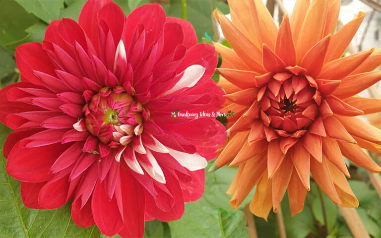 Top 21 Winter Flowers in India - Gardening Ideas & More