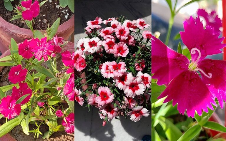 Top 21 Winter Flowers in India - Gardening Ideas & More