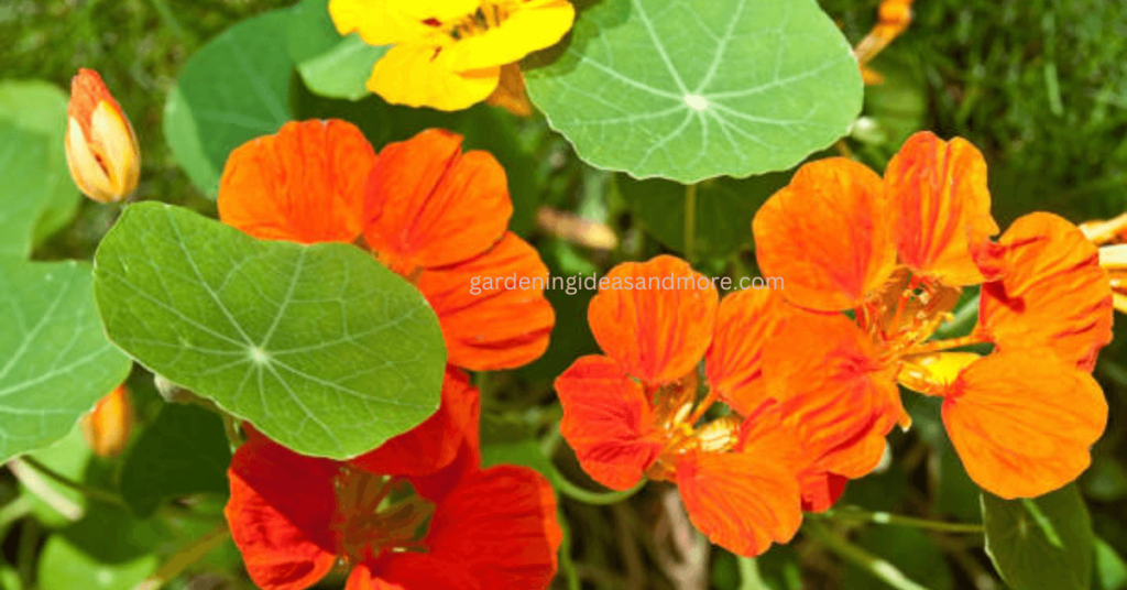 Top 24 Summer Flowers in India and Care - Gardening Ideas & More