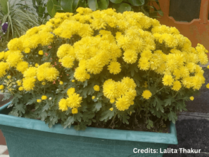 Ultimate Indian guide for chrysanthemums/ guldaudi - Gardening Ideas & More