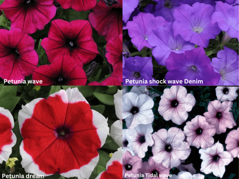 Types of petunia you didn't know existed - Gardening Ideas & More